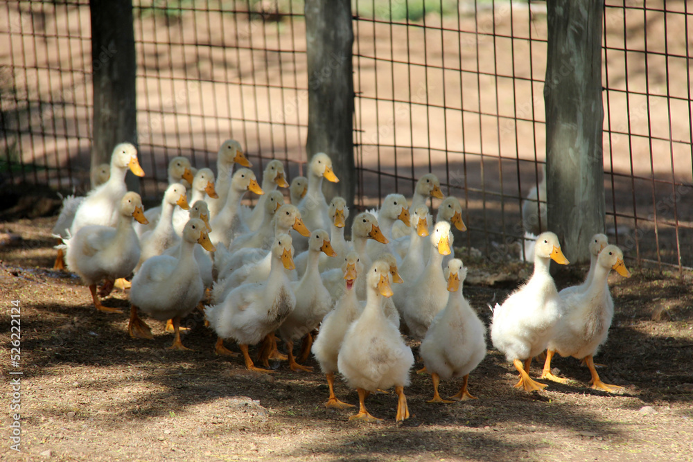 Família de patos caminhando. Patinhos animados correndo pela terra. Um ...