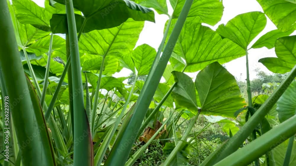Video „Closed up Colocasia esculenta species of green stalk, a root ...
