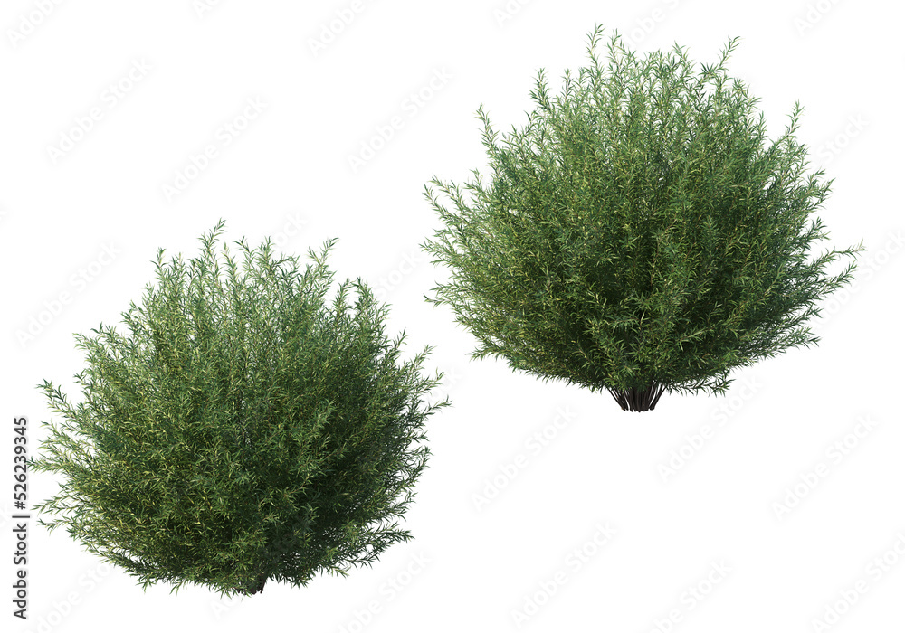 Shrubs and bush on a transparent background Stock Illustration | Adobe ...