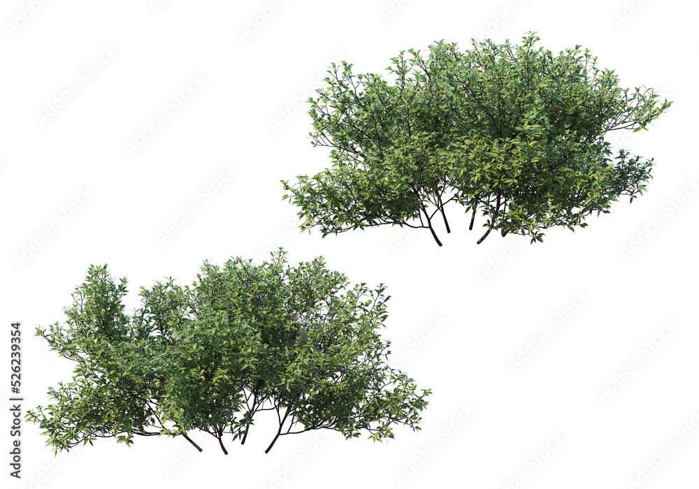 Shrubs and bush on a transparent background Stock Illustration | Adobe ...