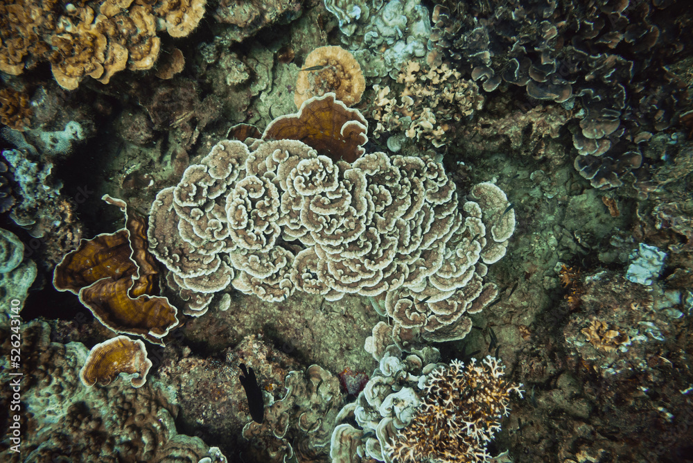 Funnel Coral at the bottom of coral reefs, Koh Tao diving, Mango Bay ...