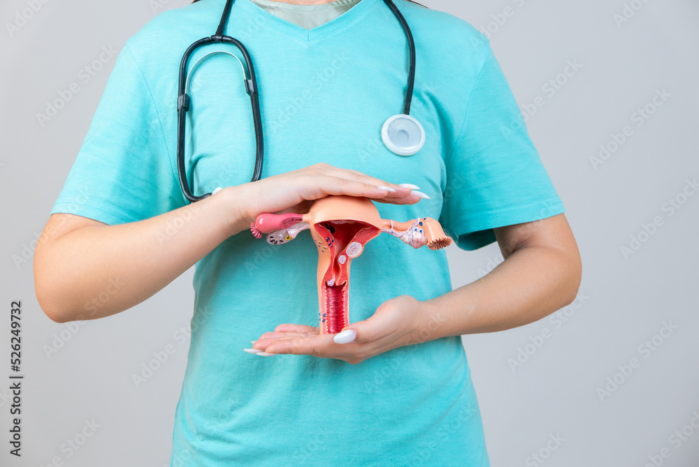 Female Doctor Gynecologist With A Stethoscope Holds Model Of Female