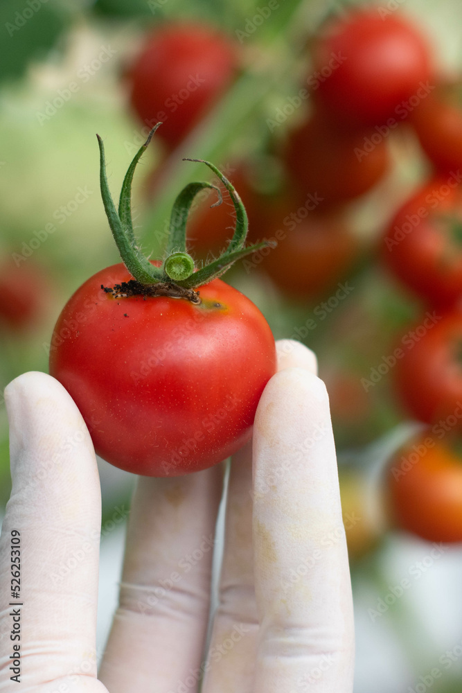 Red tomato fruits with worm borer insect infestation in organic farming ...