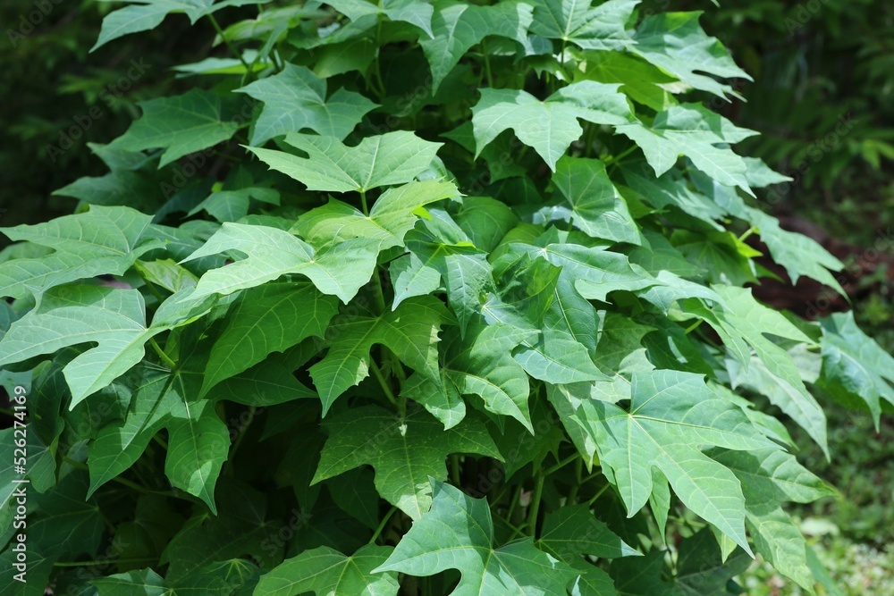 Organic vegetable growing Cnidoscolus aconitifolius,chaya tree,tree ...