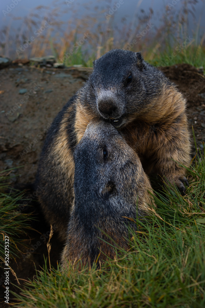 Cute groundhogs giving each other kisses. Blurred background. Groundhog ...