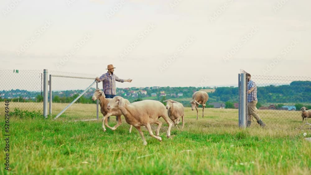 Vidéo Stock Two Caucasian males shepherds riding down fock of sheep ...