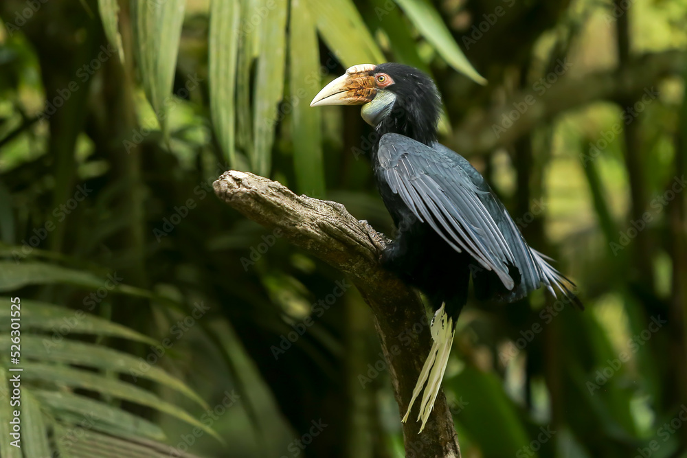 hornbill in the jungle of borneo island Indonesia Stock Photo | Adobe Stock