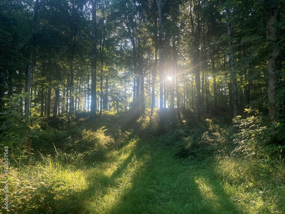 Sun rays through the woods at Hilton park, co. Monaghan, Ireland Stock ...