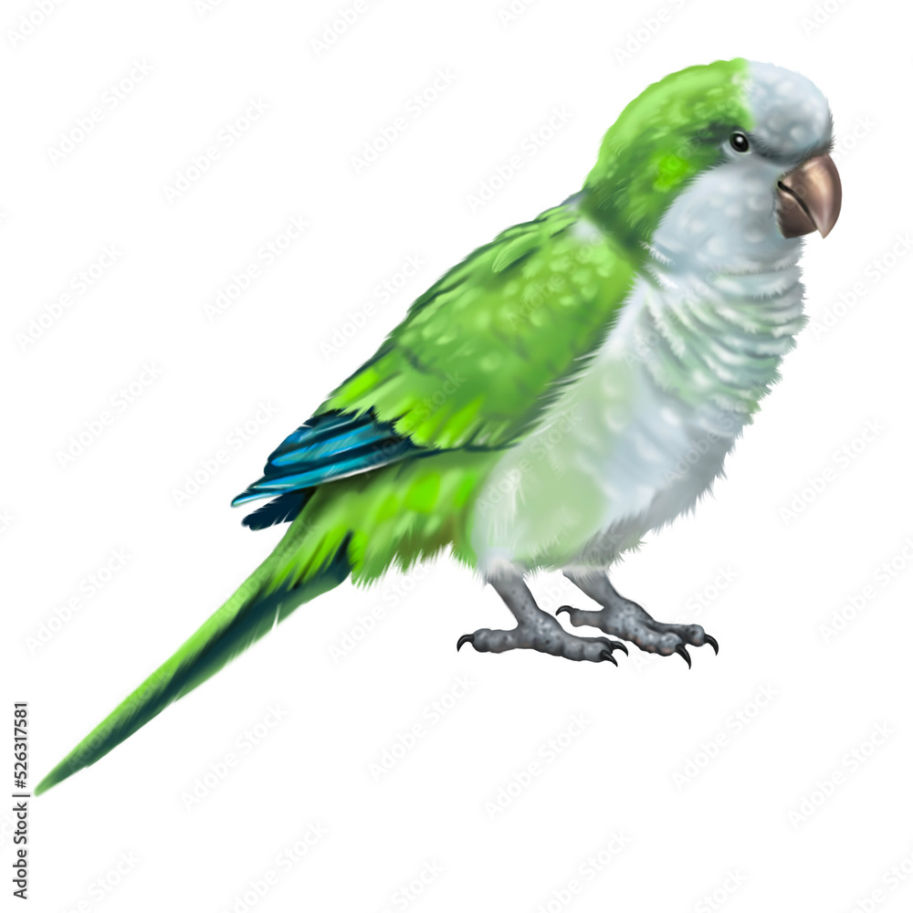 monk parakeet. Green Quaker parrot watercolor illustration. Realistic ...