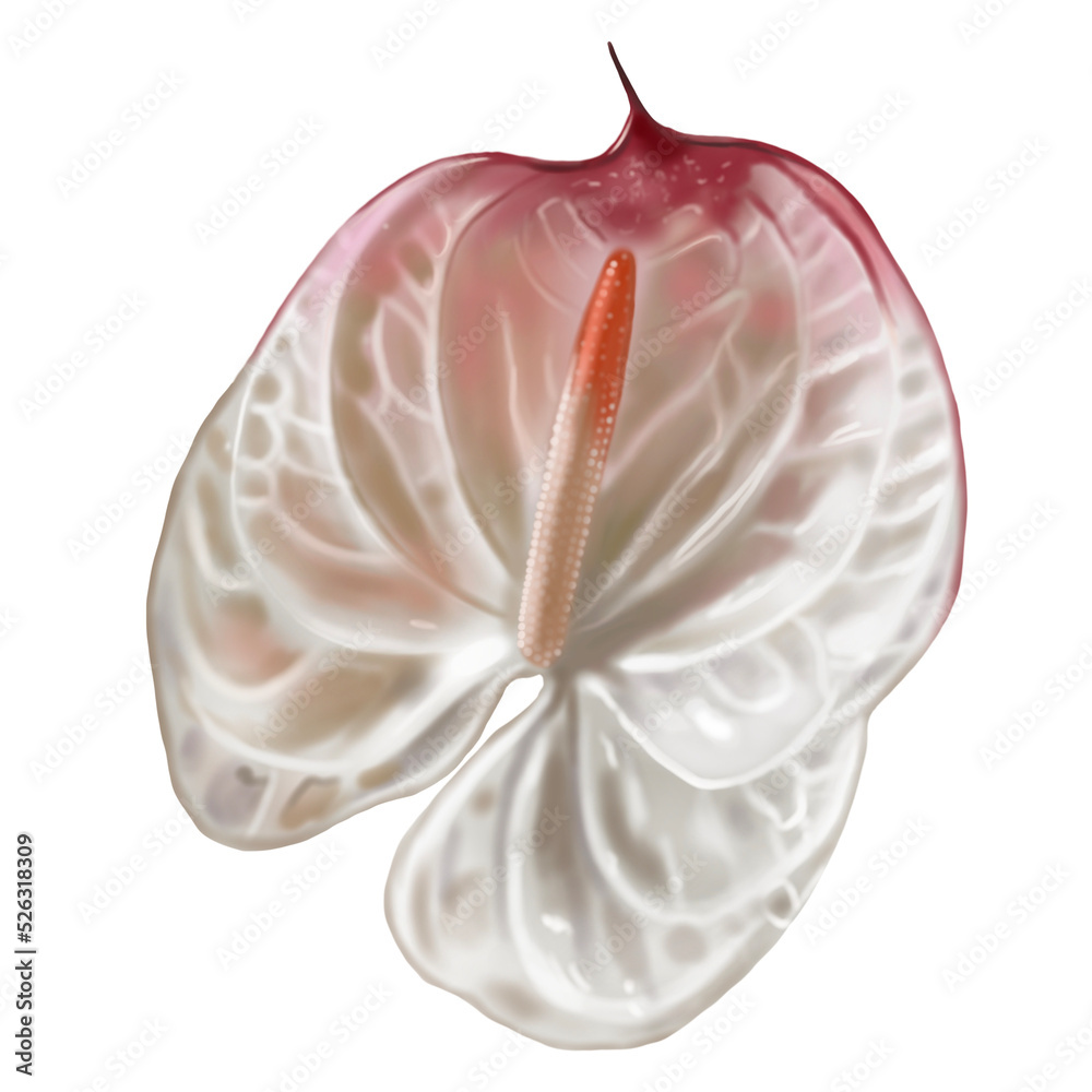 white anthurium with a pink edge. Watercolor realistic illustration of ...