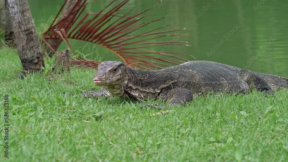 The striped monitor lizard, or water monitor, (Varanus salvator) is a ...