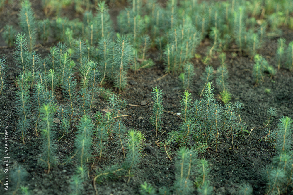 tiny-pine-trees-grow-in-the-greenhouse-stock-photo-adobe-stock