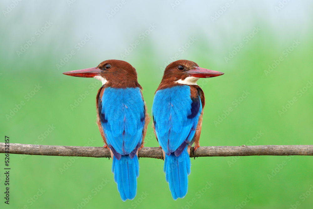 pair of sweet blue wing birds sitting close to each other on the branch ...