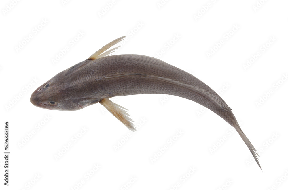 Top view of jewfish isolated on white background Stock Photo | Adobe Stock