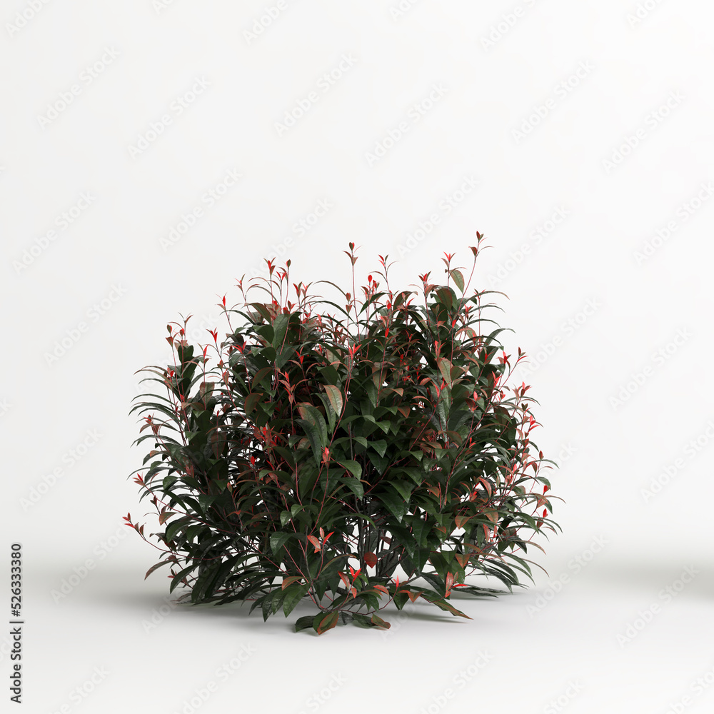 3d illustration of photinia x fraseri red Robin tree isolated on white ...