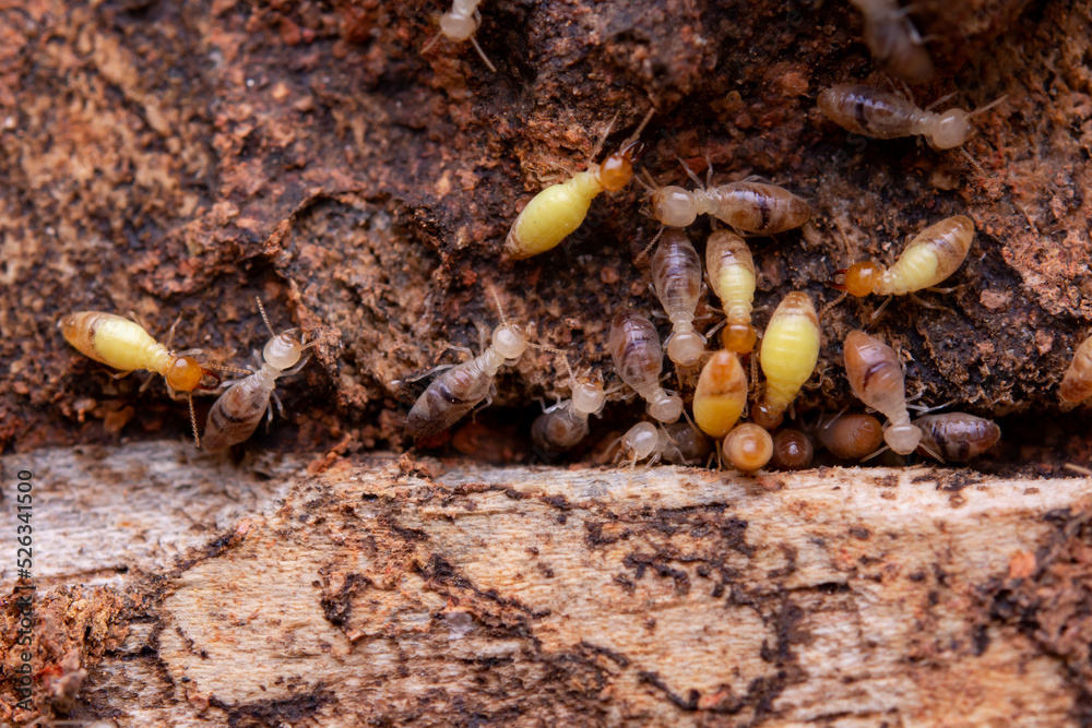 Foto de Termites eat wooden planks. Damage of a wooden house from ...