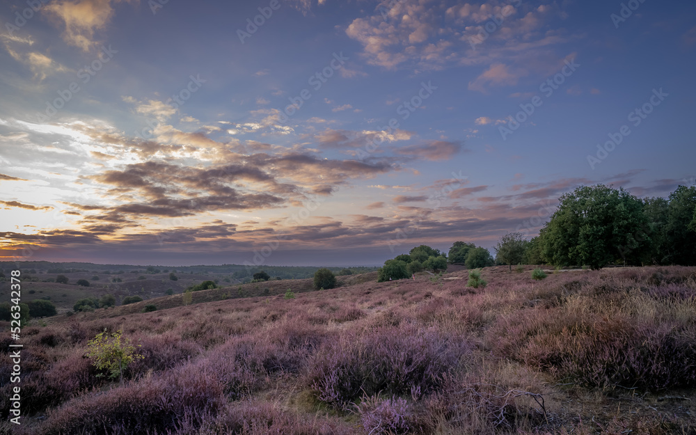 Wrzosowiska w Niderlandach. Piękne kwitnące wrzosy w porannym świetle ...