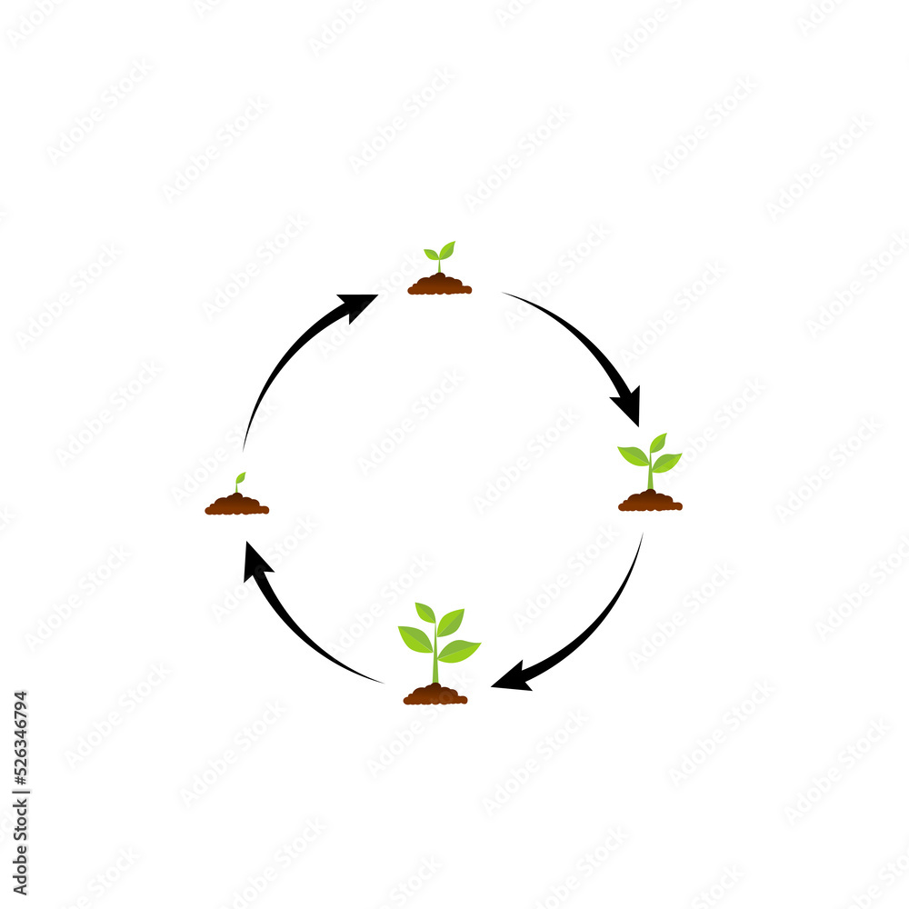 The tree that grows from seed is a big tree with green color and the ...
