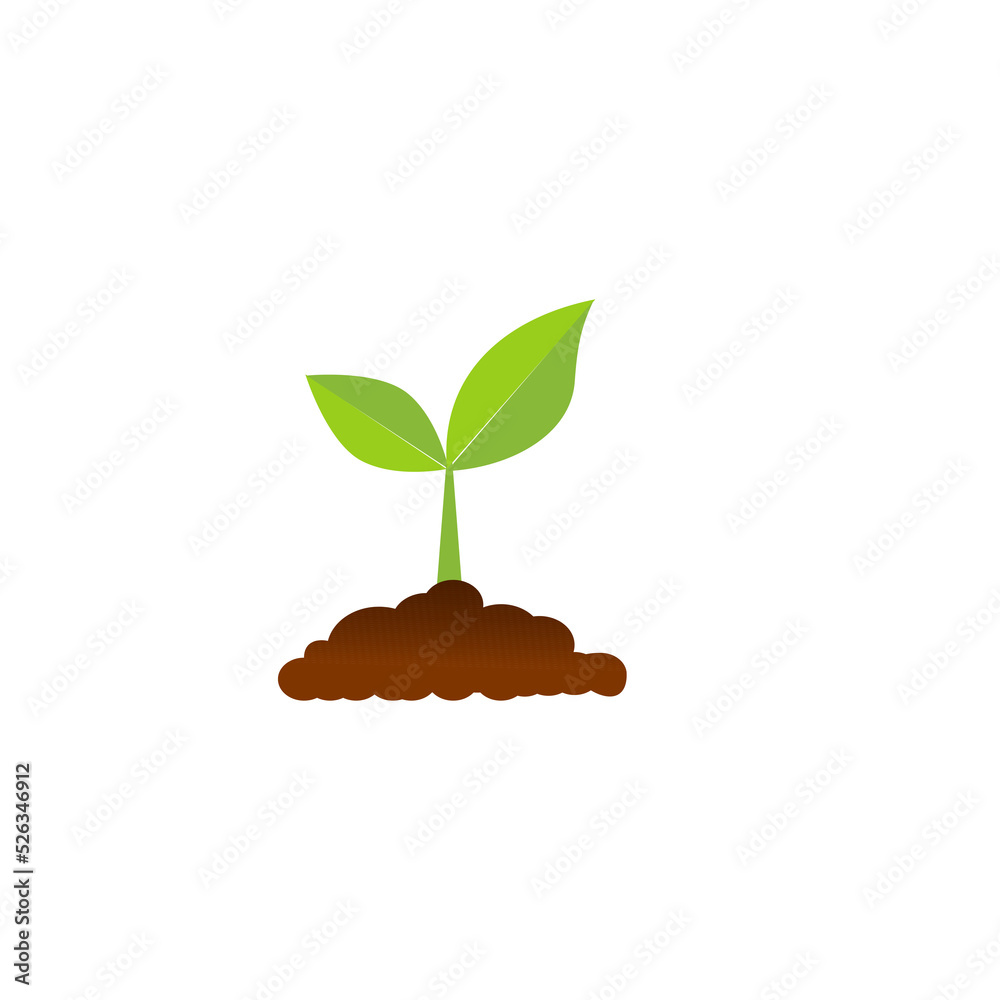 The tree that grows from seed is a big tree with green color and the ...