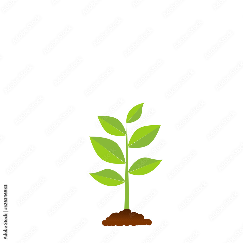 The tree that grows from seed is a big tree with green color and the ...