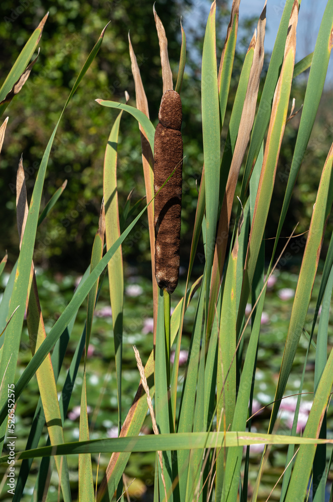Typha latifolia - Broadleaf cattail - Massette à larges feuilles - Parc ...