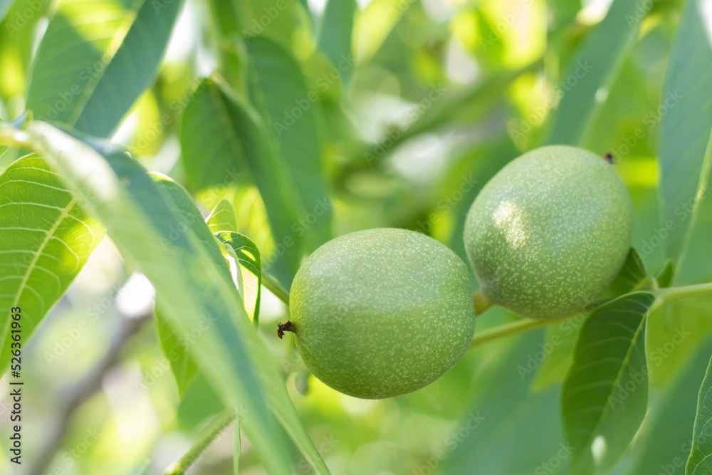 Green young walnuts grow on a tree. Variety Kocherzhenko close-up. The ...