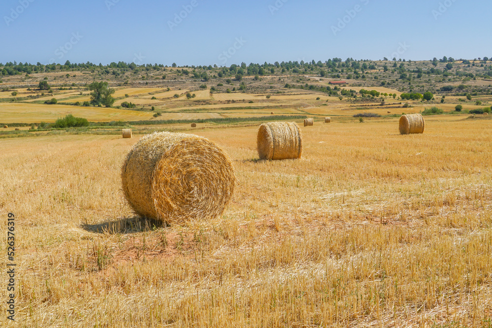 Alpaca , Paca cilíndrica gigante o rotopaca , En Europa la paca más ...