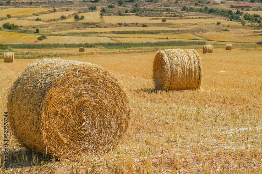 Alpaca , Paca cilíndrica gigante o rotopaca , En Europa la paca más ...