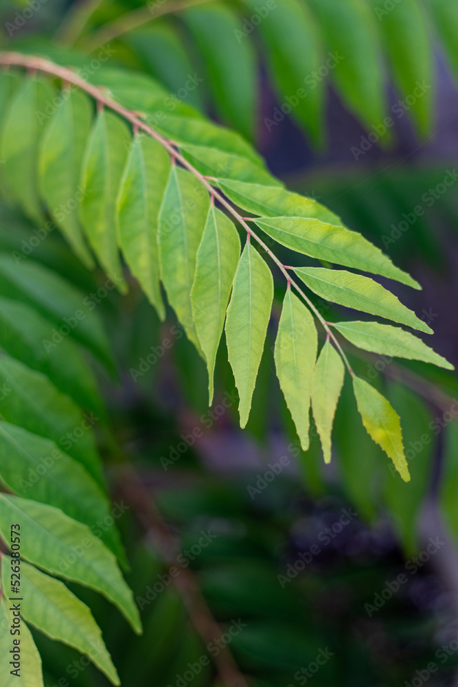 Indian Curry Leaves . Curry leaves / kadi patta are used by Indian ...