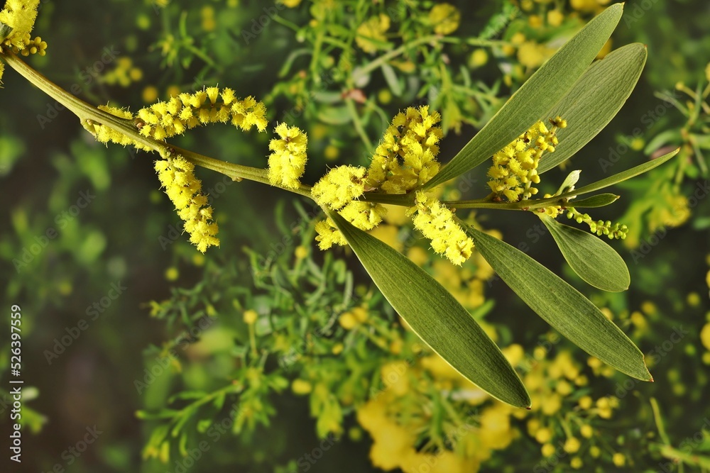 Coastal Wattle (Acacia sophorae) in flower, Australian native plant ...