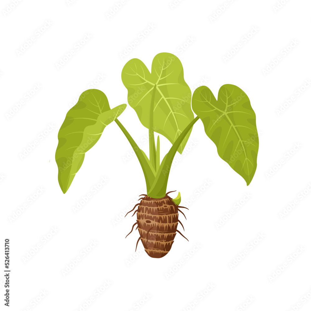 Vector illustration of a taro plant or Colocasia esculenta, isolated on ...