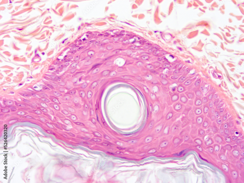 Histology of human tissue, show epithelial tissue and connective tissue ...