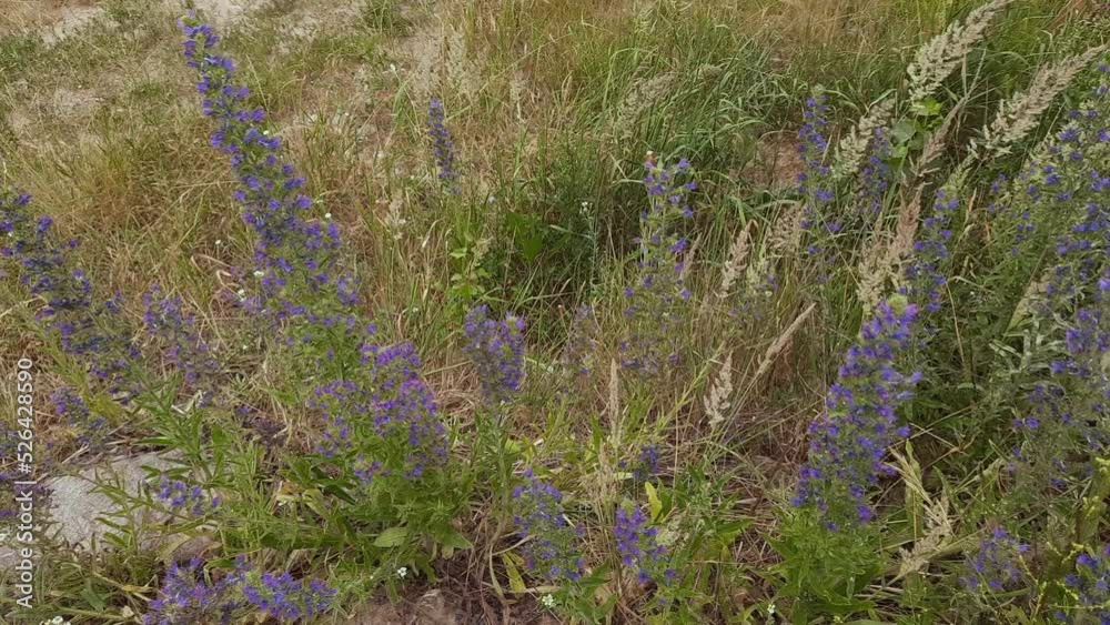 Stems of the blooming blueweed among other grass on meadow Stock Video ...