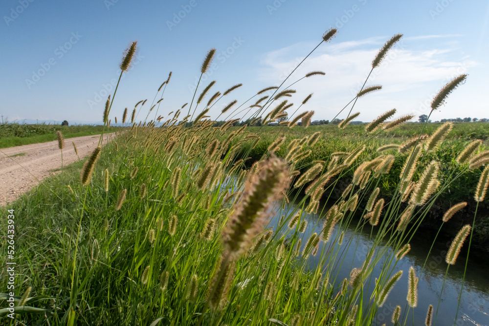 Erba Stock Photo | Adobe Stock