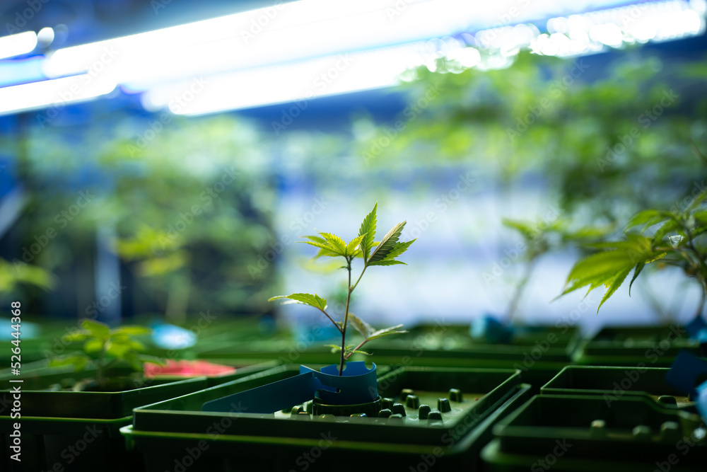marijuana or ganja plant leaf growth in farm, agriculture crop ...