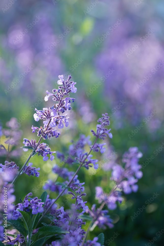 Catnip flower (Nepeta) on a pastel background of wildflowers. Stock ...
