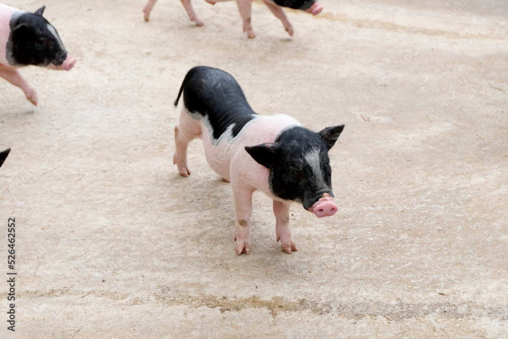 Dwarf pig and his friends, Many dwarf pig pink skin with black-spotted ...