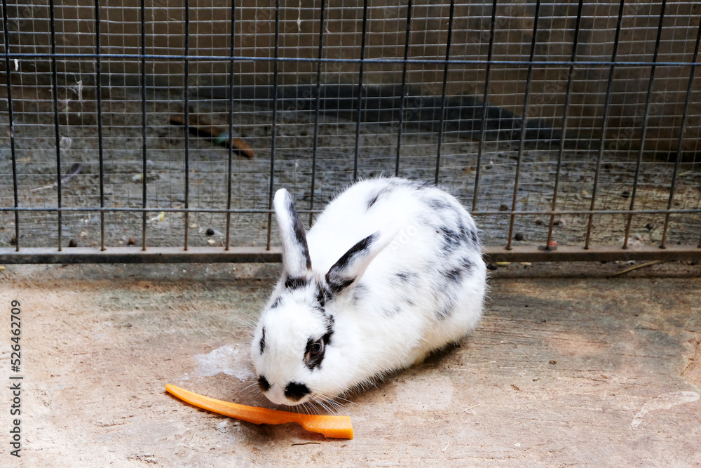 Cute Lop-Pretty rabbit eating a carrot in the fence, white and black ...