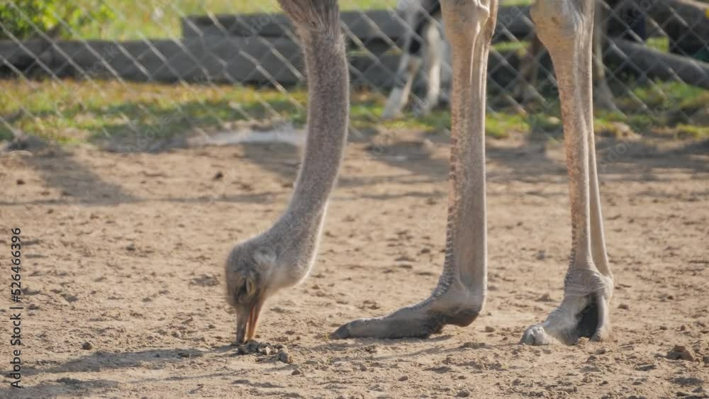 Slow motion: ostrich eating feces from ground at farm - close up ...