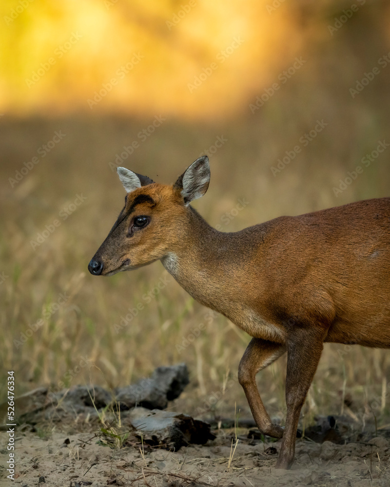 side profile of barking deer or muntjac or Indian muntjac or red ...