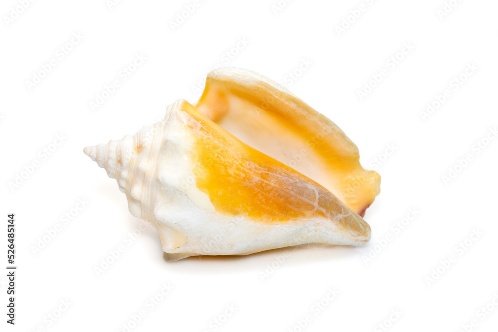 Foto de Image of strombus alatus sea shell, the Florida fighting conch ...