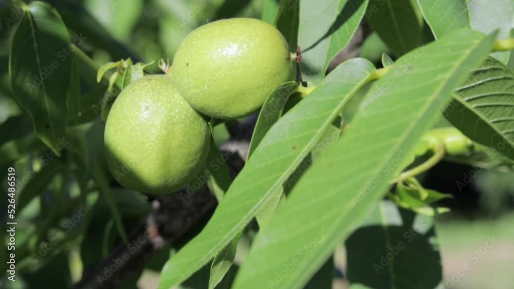 Green young walnuts grow on a tree. Variety Kocherzhenko close-up. The ...