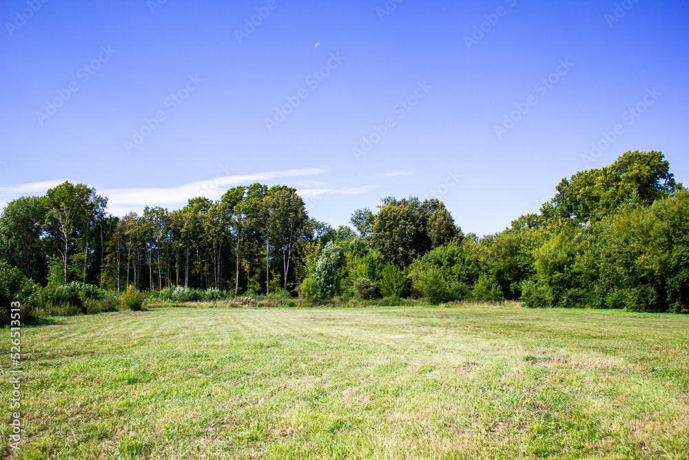 Plot with a lawn in the forest. Plot prepared for sale, building a ...