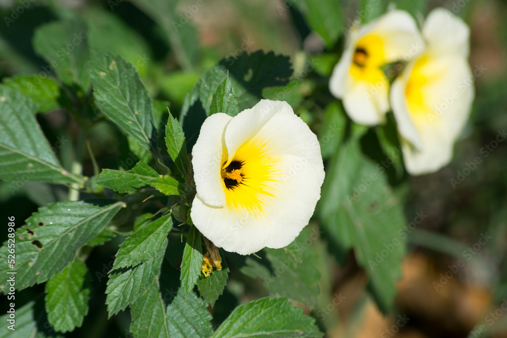 Flower and leaves of the Chanana plant (Turnera ulmifolia), is a plant ...