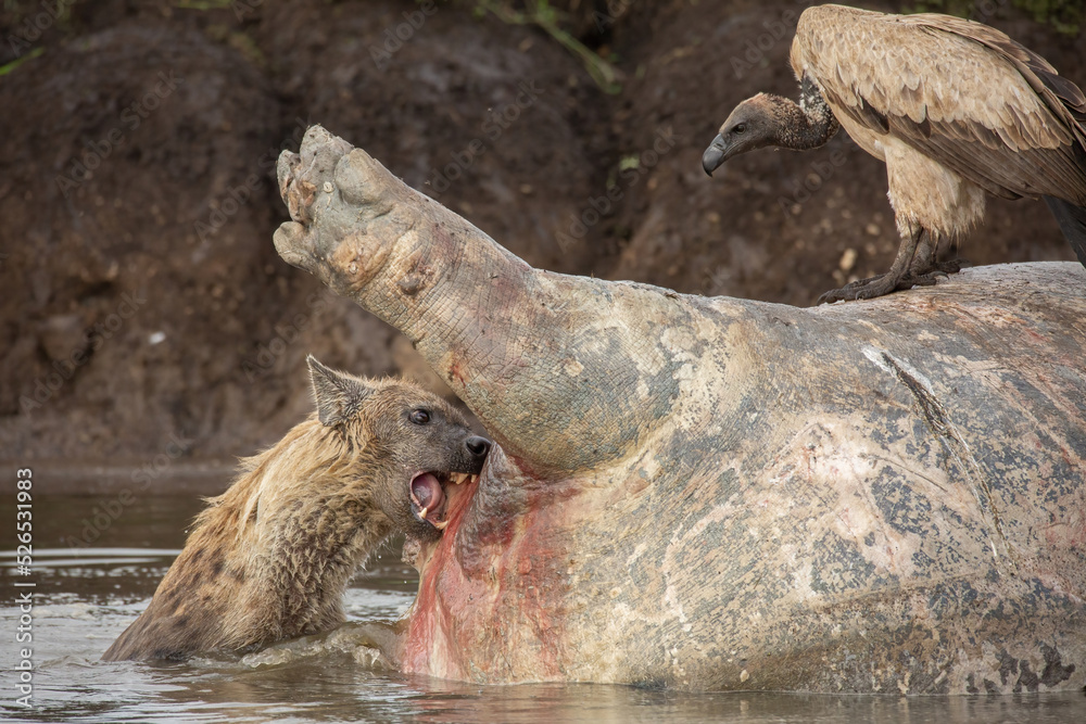 Spotted hyena in the water biting chunks out of hippo carcass and ...