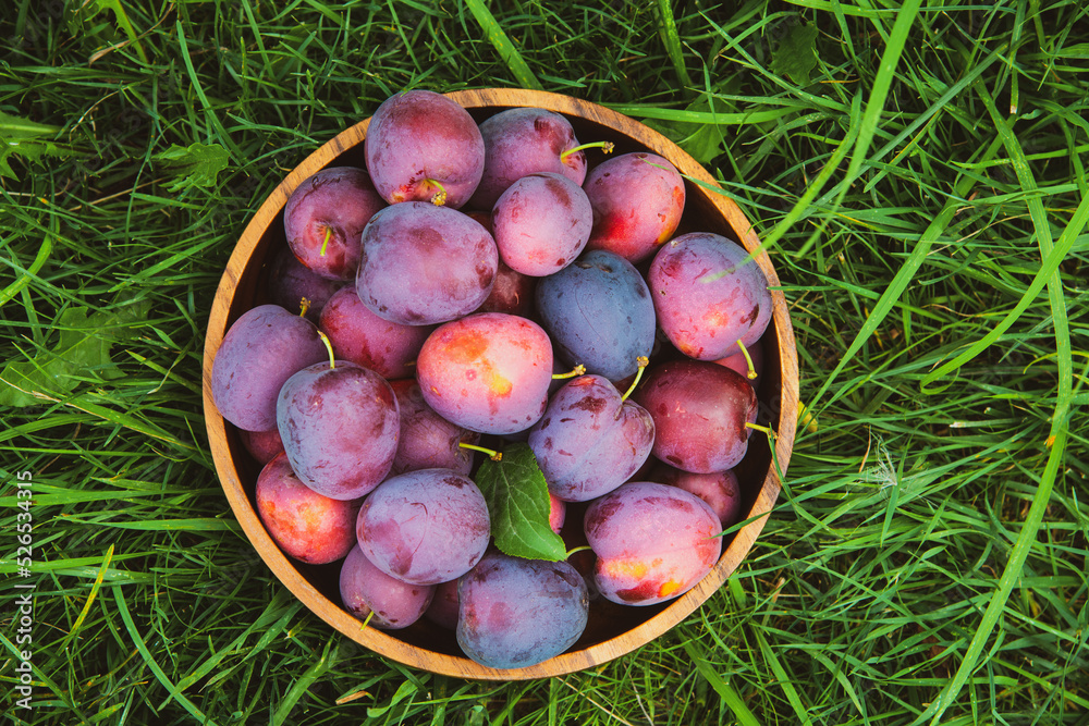 Ripe fruits of Prune (Prunus domestica) in a wooden bowl. Concept of ...