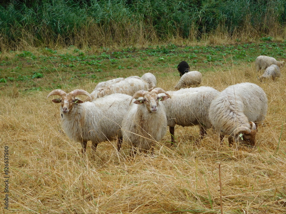 Foto de Ovis aries Sheep or domestic sheep are domesticated, ruminant ...