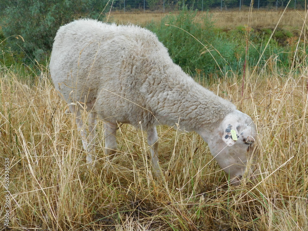Ovis aries Sheep or domestic sheep are domesticated, ruminant mammals ...