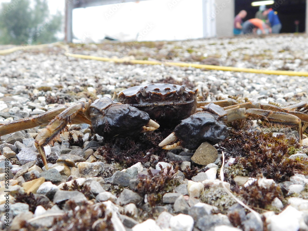 Chinese mitten crab Eriocheir sinensis medium-sized burrowing crab that ...
