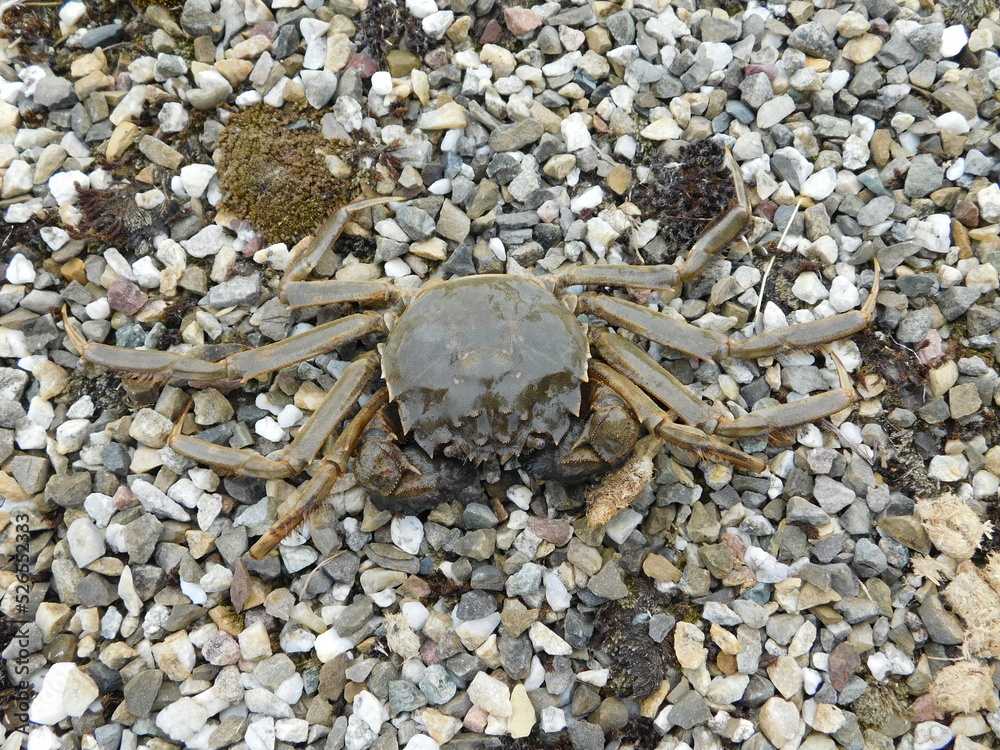 Chinese mitten crab Eriocheir sinensis medium-sized burrowing crab that ...